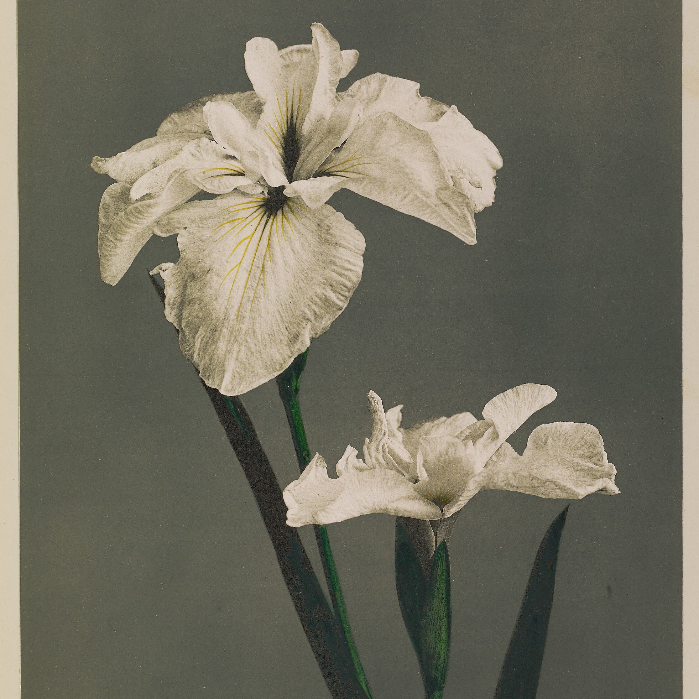 Trimerous: A Visual Journey - JORUM STUDIO